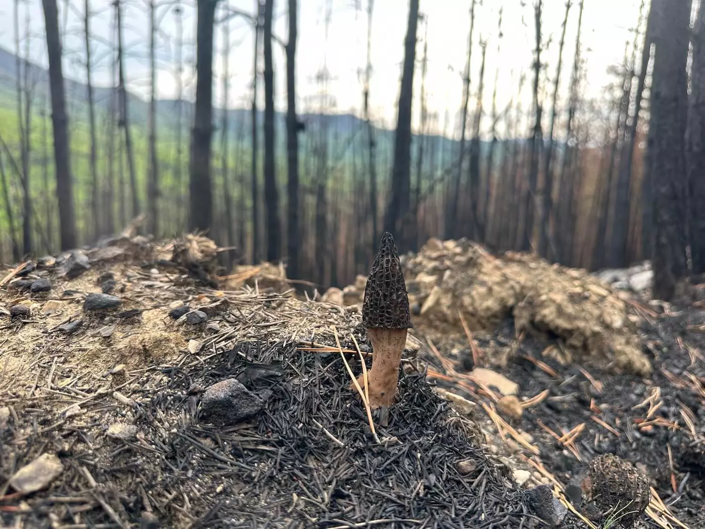 Eastern Burn Morels are a Real Thing - Geo Forager