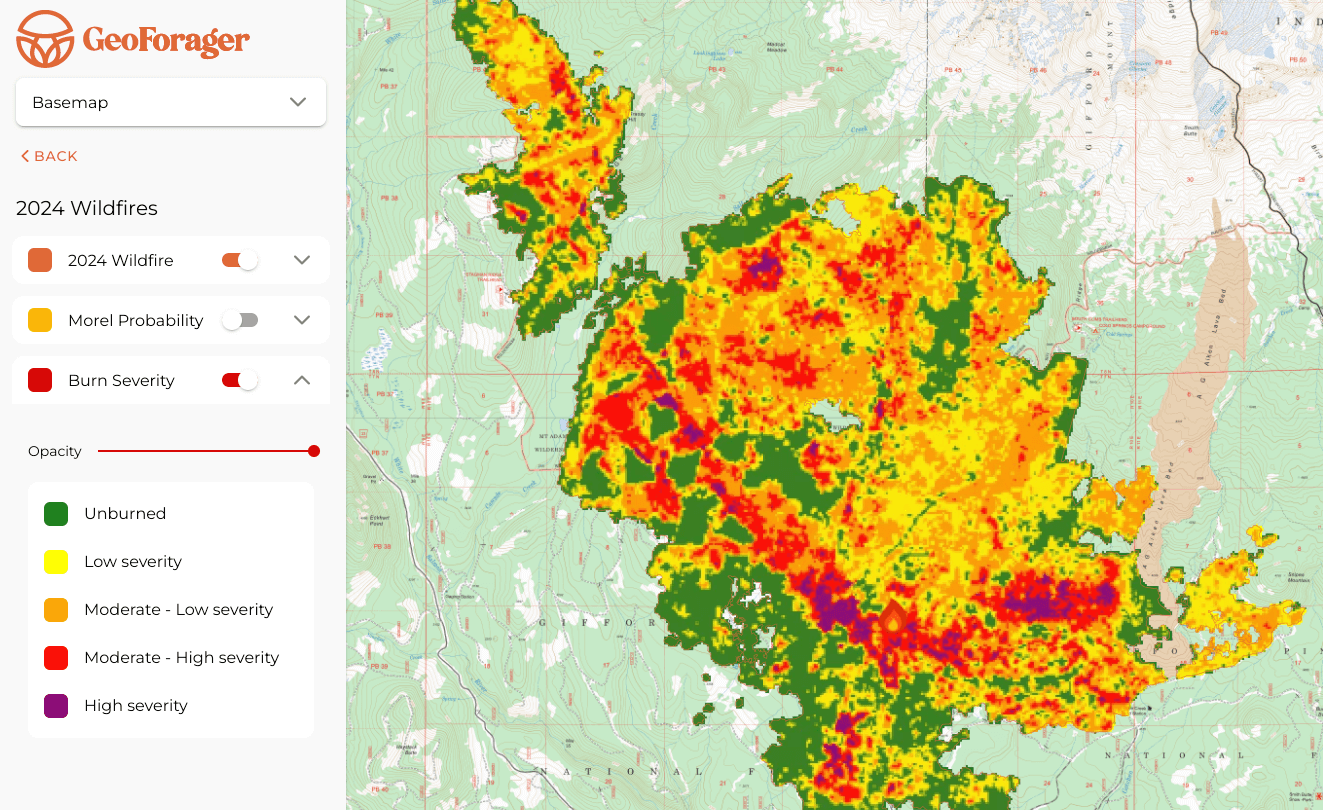 Burn Morel Hunting Overview: WA Williams Mine Fire