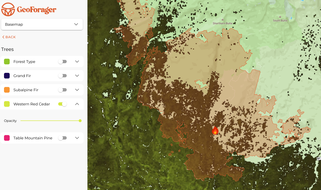 Burn Morel Hunting Overview: WA Williams Mine Fire