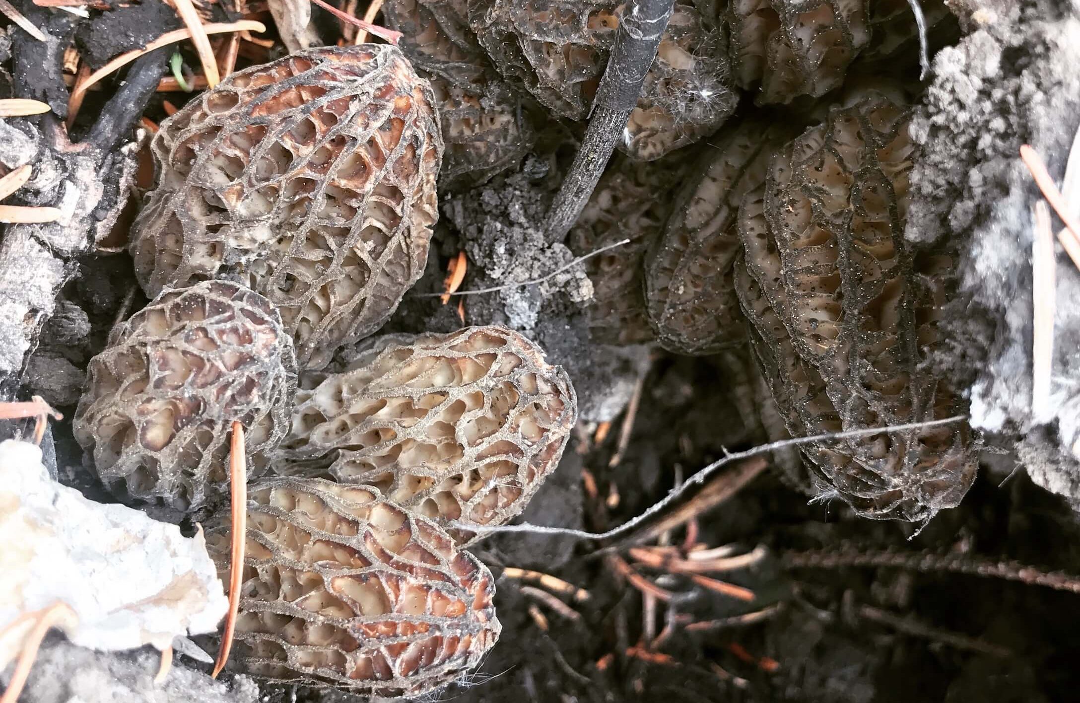 Burn Morel Hunting Overview: WA Williams Mine Fire